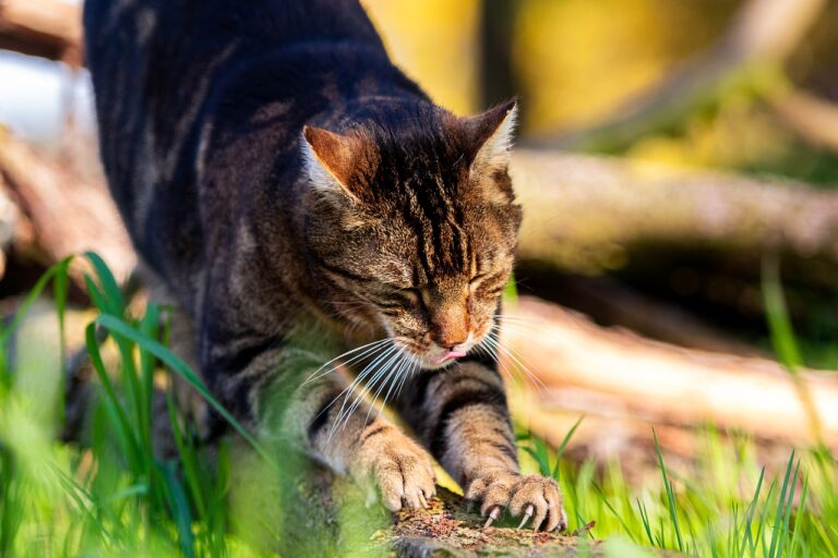 An Introduction to Keeping Your Cat's Claws Trimmed - thecatcounsellor.com